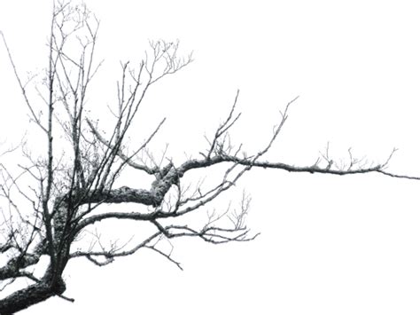Branches Transparent PNG StickPNG
