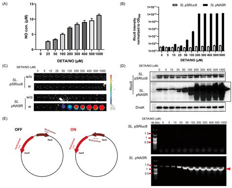 Biosensors Free Full Text Genetic Programming By Nitric Oxide