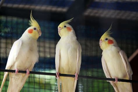 Lutino Cockatiel Facts Pet Care Housing Price Pictures