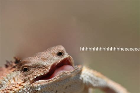 [image 804897] Laughing Lizard Hhhehehe Know Your Meme