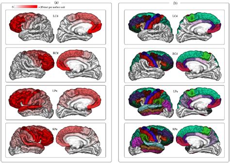Connectivity Profile Of The Striatum To The Cortex A Average Download Scientific Diagram