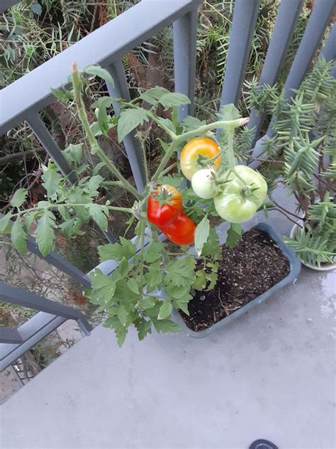 Mohammad Bahram Homayoun On Linkedin Farming In The Balcony