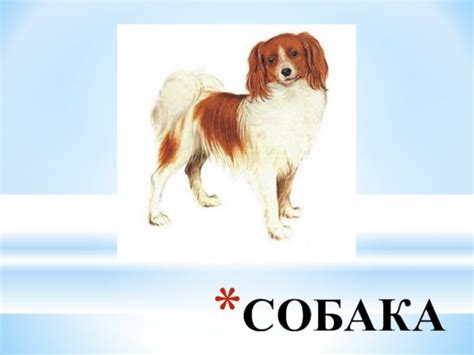 Презентация Домашние животные для детей презентация к уроку старшая группа