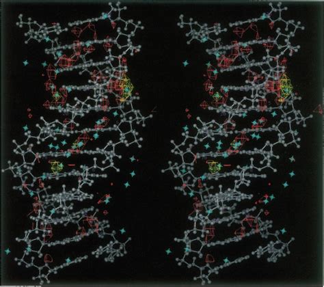 Figure 1 From A 5 Nanosecond Molecular Dynamics Trajectory For B Dna Analysis Of Structure