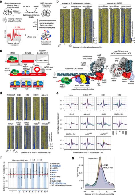 Fully Recombinant Genome Wide Reconstitution Of Nucleosome Positioning Download Scientific
