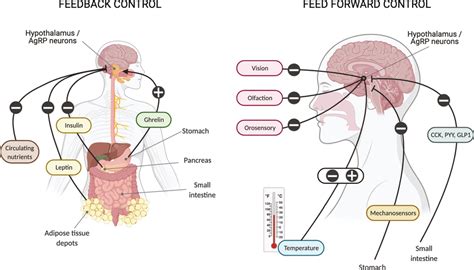 Feedback And Feedforward Regulation Of Agrp Neurons Feedback Control