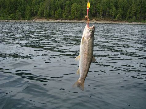 Cutthroat Trout West Slope Free Photo On Pixabay Pixabay