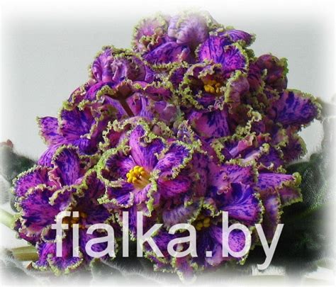 Ле Полина Фиалка Фото – Telegraph