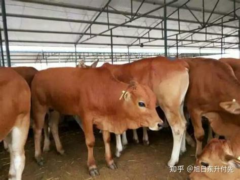 黄牛多吃红薯茎会怎么样 知乎