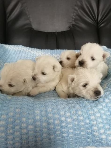 Westi Stenci Zapado Skotski Bijeli Terijer