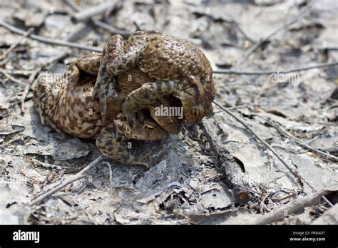 Bufo Toads Mating In Spring Brown Common Toad In A River Male And Female Bufo Toads In