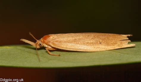 Chilo Phragmitella Ni Moth Trap