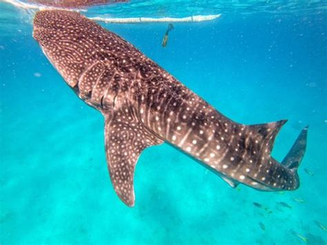 Дивите острови на Филипините плуване с китови акули и гмуркане в