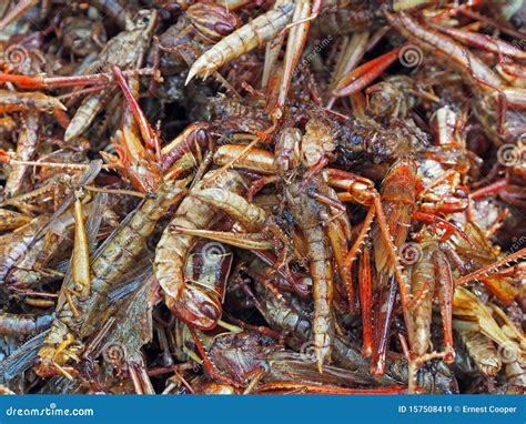 Fried Grasshoppers Copyright Ernie Cooper 2013 Stock Image Image Of