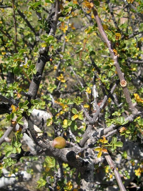 Photo Guide To Plants Of Southern Africa