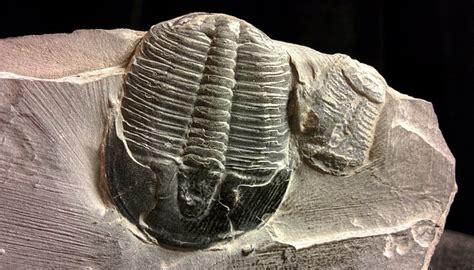 10 Free Trilobite And Fossil Images Pixabay