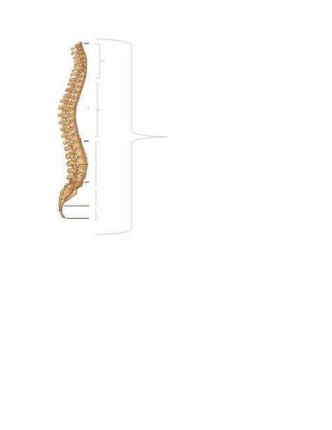 Vertebral Column Diagram Quizlet