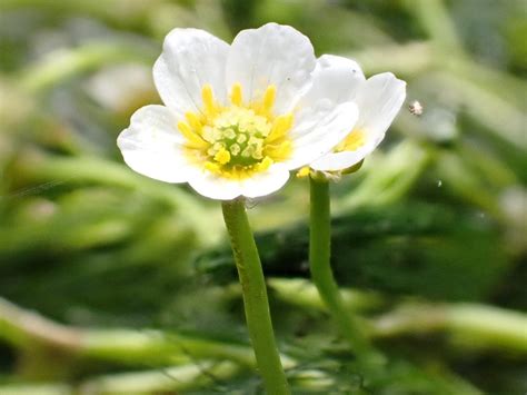 冷たい清流に咲く可憐な白い花、梅花藻 森の中の小さな生き物を探そう