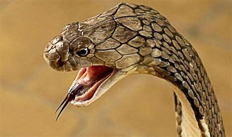 ყველაზე საშიში შხამიანი გველი მსოფლიოში კობრა არ არის და 10 საინტერესო ფაქტი გველების შესახებ