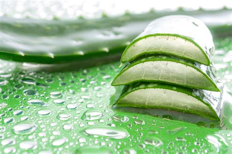 자연 뷰티 제품 및 공장 알로에 베라 식물 잎과 젤 Copyspace과 물 방울에 흠뻑 젖은 녹색 배경에 고립에 닫습니다 매크로 기반으로 임상 치료 개념 알로에베라 젤에