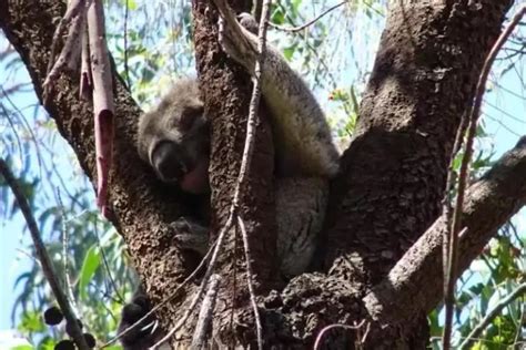 그레이트 오션로드와 12 사도 버스 투어 특별한 일일 여행을 경험하세요 Funbooky