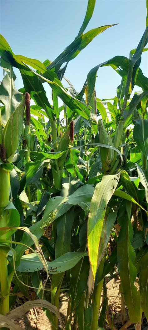 วาสนา กำลังเต็มสาว ได้เก้าสิบกว่าวัน ข้าวโพดถอดยอด ข้าวโพดเมล็ดพันธุ์ Gardening Facebook