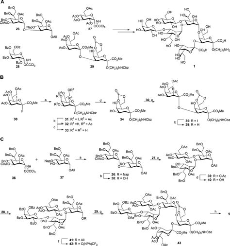 Scheme 1 A Chemical Synthesis Of Inner Core Hexasaccharide 1 And B Download Scientific