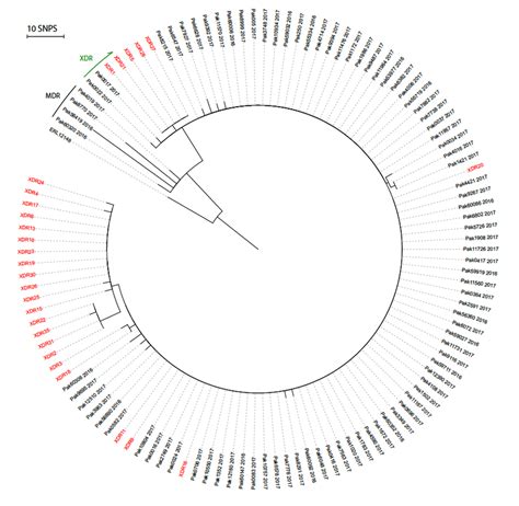 Phylogenetic Tree Of Xdr S Typhi Radial Phylogram Of Download