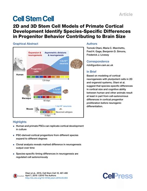 Pdf 2d And 3d Stem Cell Models Of Primate Cortical Development Identify Species Specific
