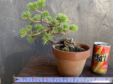 Yahooオークション 盆栽 吾妻五葉松 宝来 葉性抜群優良素材 小品