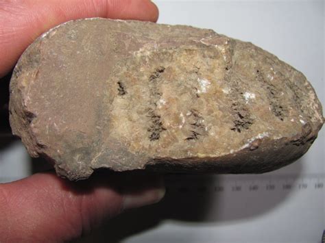 Timor Ammonoid 1  Member Collections The Fossil Forum