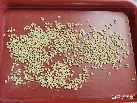 水稻考种计数新方法 知乎