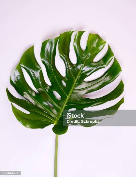 큰 신선한 몬스터 잎 밝은 회색 색상 배경에 대한 스위스 치즈 식물 열대 떠남에 대한 스톡 사진 및 기타 이미지 떠남 세일 0명 Istock