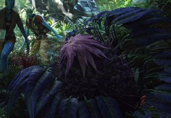 Hermit Bud Avatar Wiki Fandom