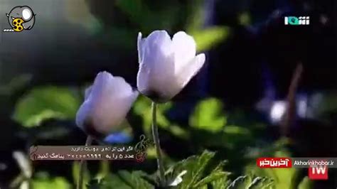 نماهنگ روسری آبی با خوانندگی علی زند وکیلی فیلو