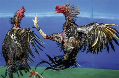 Prohíben Peleas De Gallos En Panamá Oeste Por Gripe Aviar Critica