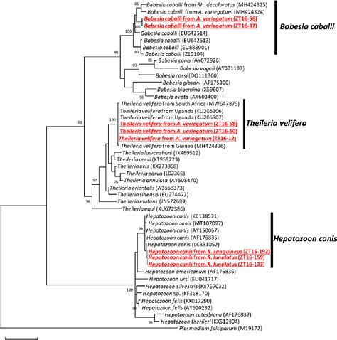 Figure 4 From Detection Of Tick Borne Bacterial And Protozoan Pathogens In Ticks From The Zambia