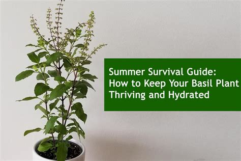 Summer Survival Guide How To Keep Your Basil Plant Thriving And Hydrated