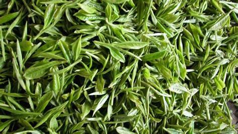 绿茶的功效与作用有哪些 生活 健康养生 好看视频