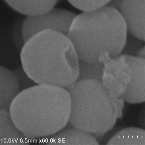 Scanning Electron Micrograph A C Untreated Bacterial Cells Of Li