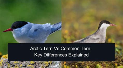Arctic Tern Vs Common Tern Key Differences Explained Binocular Base