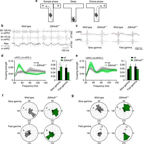 Theta Slow Gamma Coupling Between Vhpc And Mpfc Is Augmented In Download Scientific Diagram