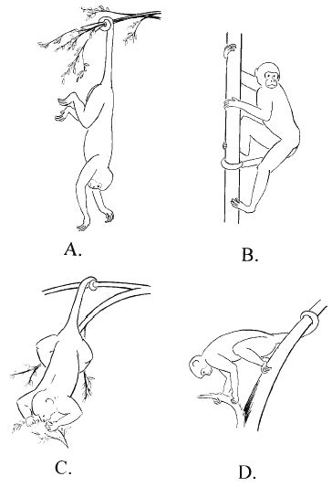 Prehensile Tail Uses By Cebus Capucinus A Full Suspension By