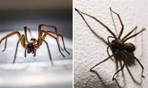 Thousands Of Sex Crazed Spiders Set To Invade Greater Manchester Homes For Mating Season
