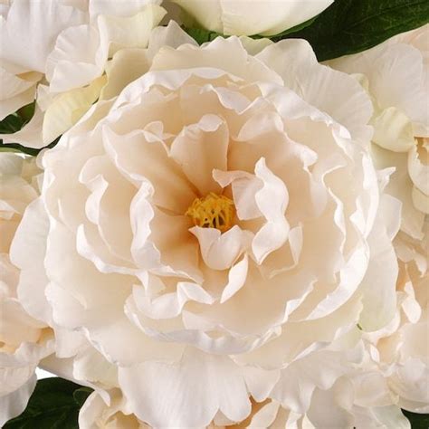 Buy The Cream Peony Bush By Ashland® At Michaels Peony Bush Peony