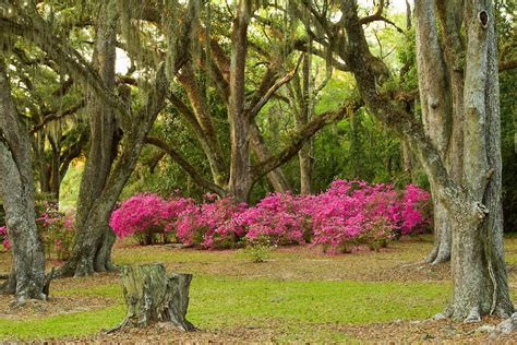 Jungle Gardens On Avery Island La Gardens And Birdwatching