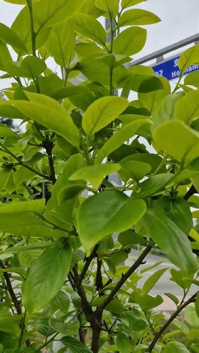 올해 첫 열매를 맺은 감나무 Youtube