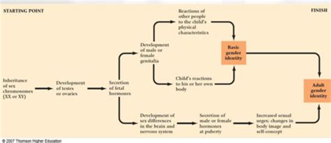PSY Sex Differences And Similarities Flashcards Quizlet