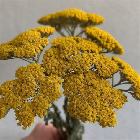 Does Yarrow Need Light To Germinate Unlock The Secret My Backyard Grow