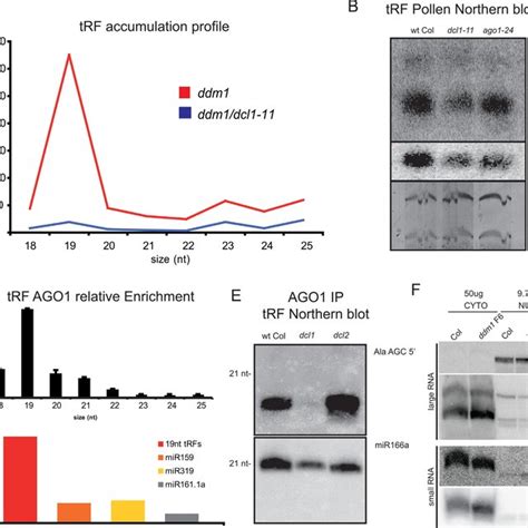 TRFs Target Transposable Elements A Categorization Of Predicted TRF Download Scientific
